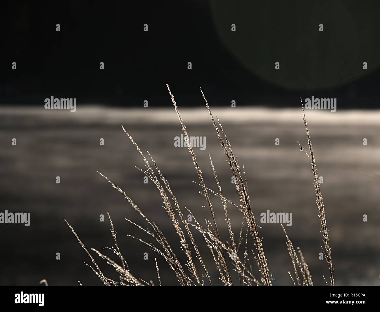 Golden stalks of long grass shinning in first rising sun rays. Natural ...