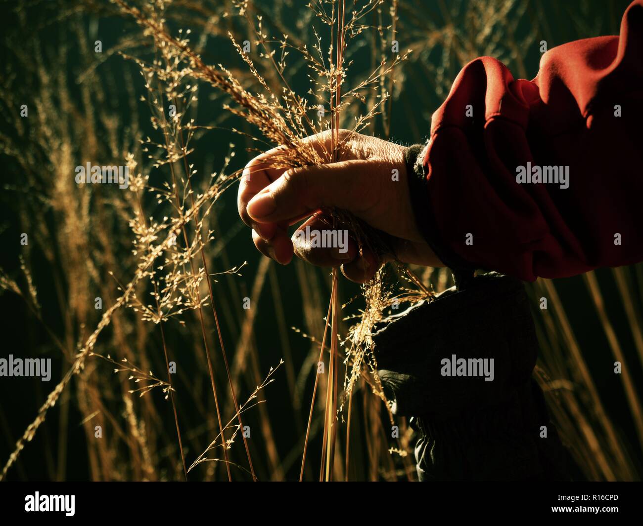 Female hand in red warm trekking jacket hold golden grass stalk on lake ...