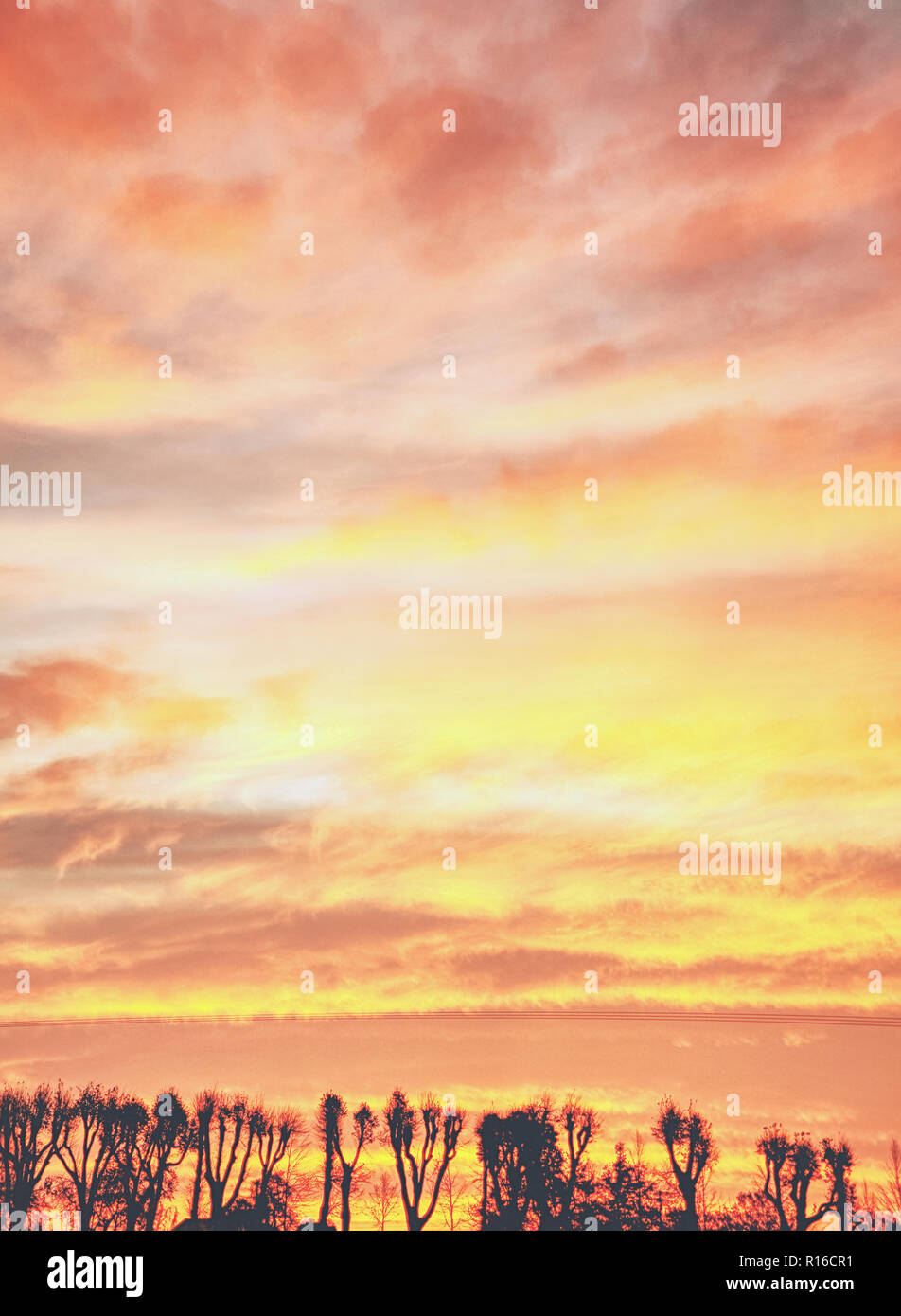 Treeetops hi-res stock photography and images - Alamy