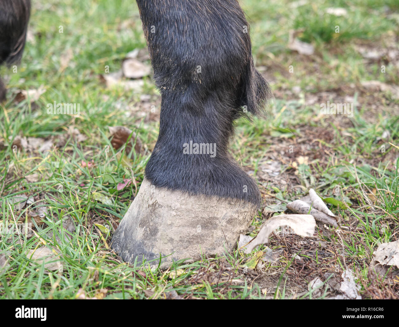 Unshod horse hi-res stock photography and images - Alamy