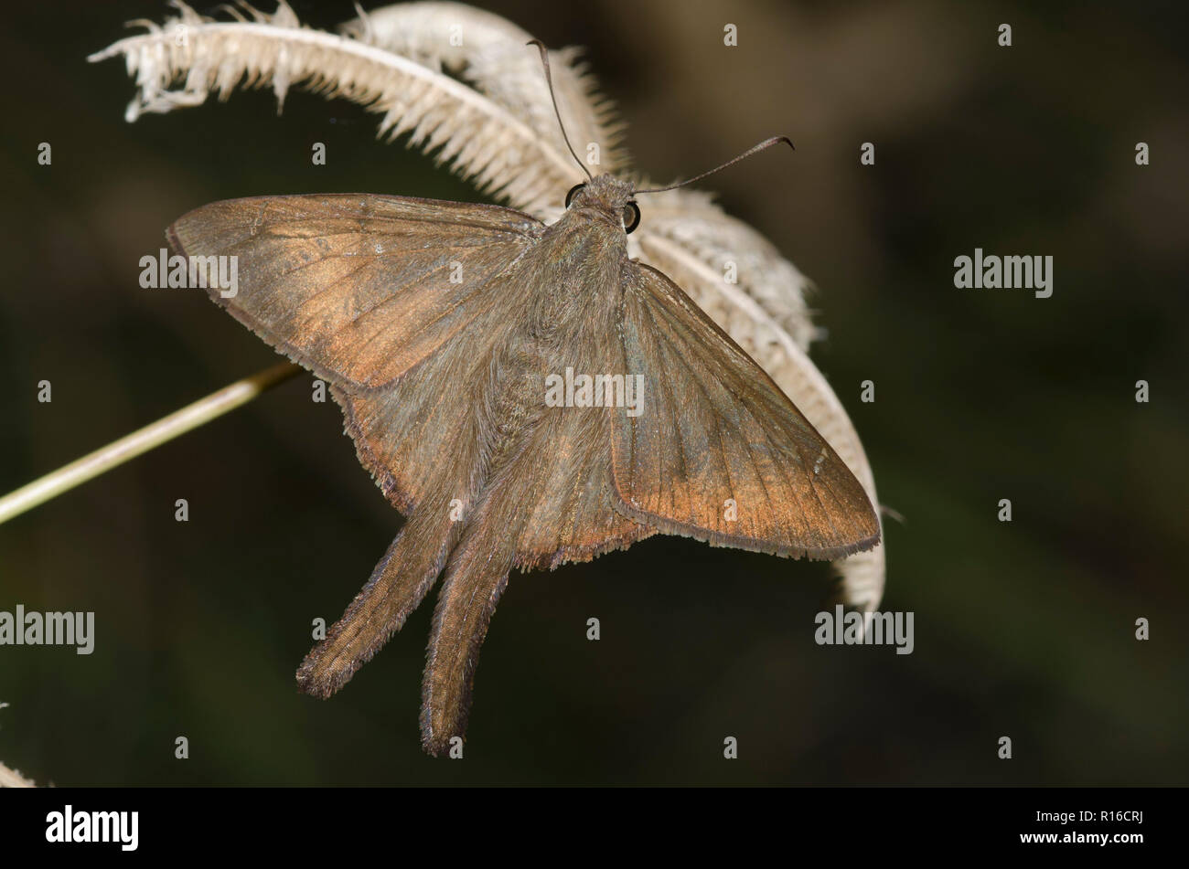 Urbanus procne hi-res stock photography and images - Alamy