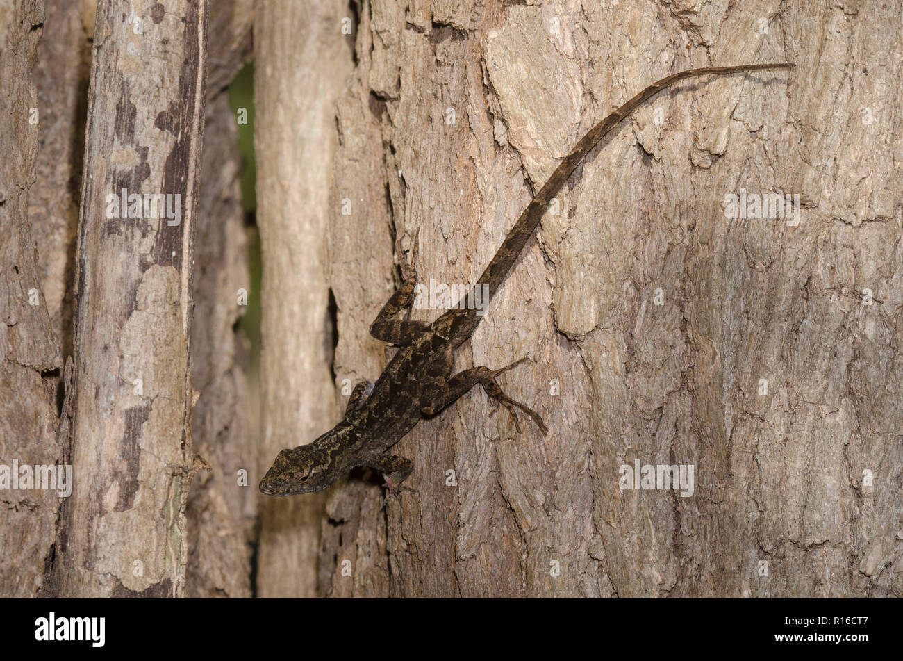 Trunk anole hi-res stock photography and images - Alamy