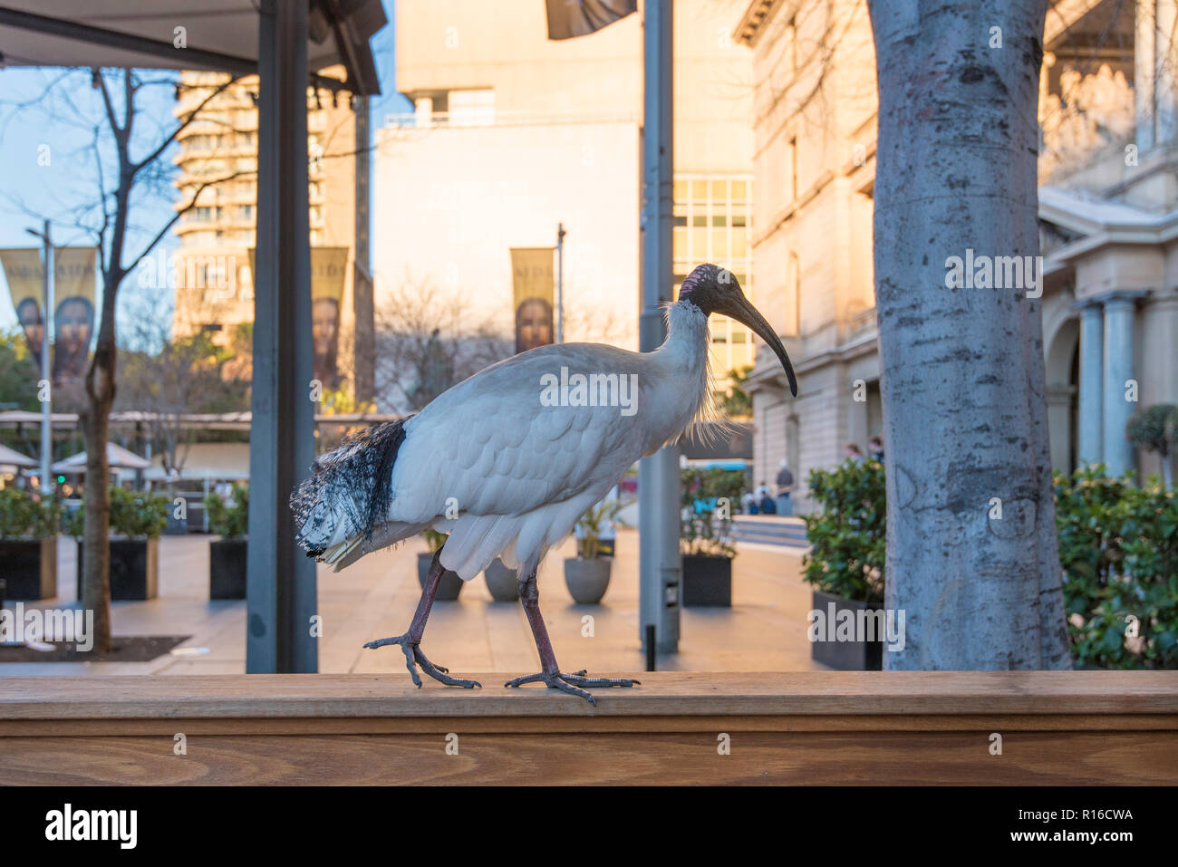 Bin chicken hi-res stock photography and images - Alamy