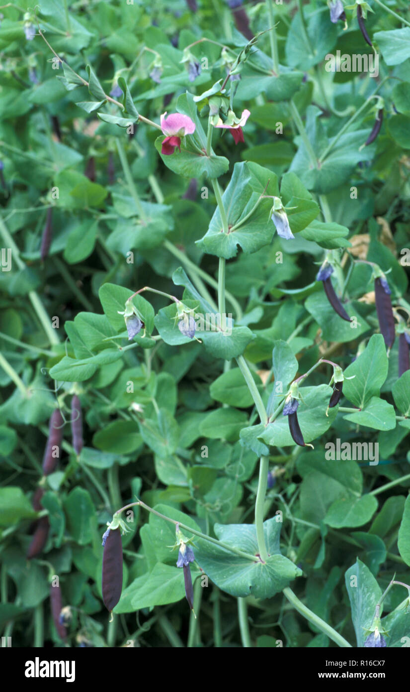 PEA 'BLUE POD CAPUCIJNERS' (PISUM SATIVUM VAR. ARVENSIS) PODS ON BUSH ...