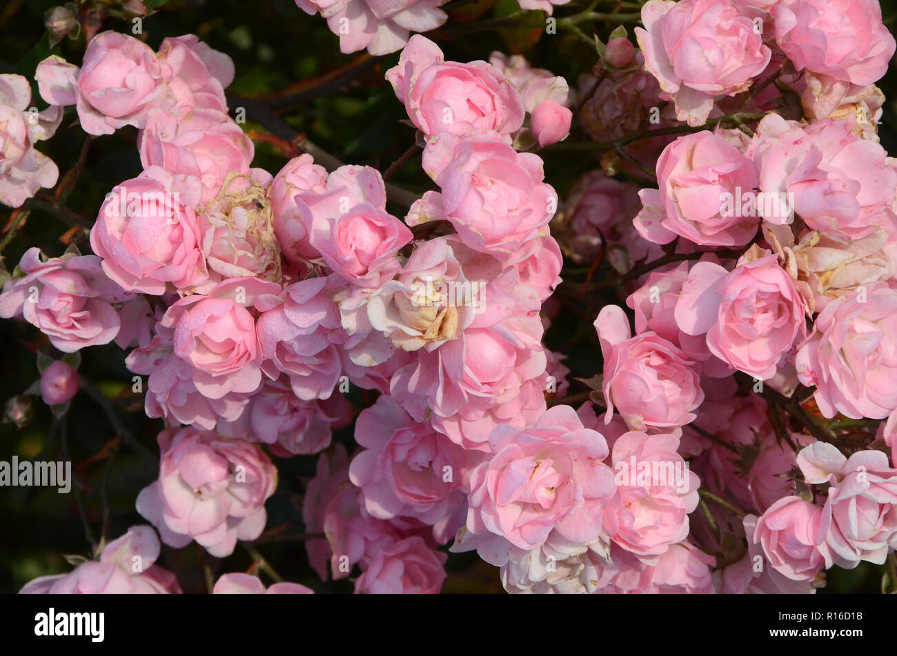 In a cluster hi-res stock photography and images - Alamy