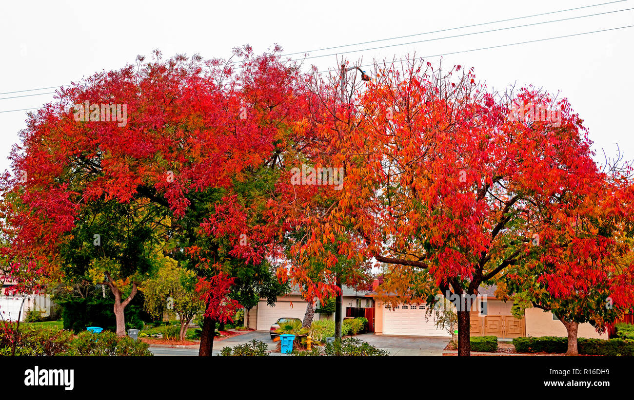 Purple fall foliage hi-res stock photography and images - Alamy