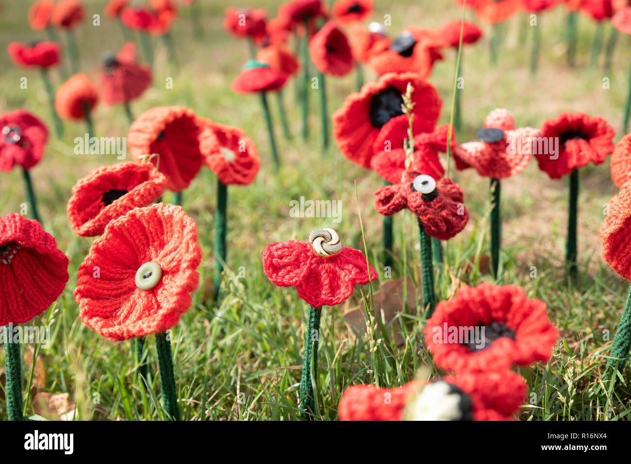 Canberra, Australia. 9th November 2018. 62,000 Handmade poppies fill ...