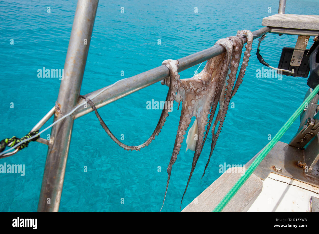 Octopus to cook Stock Photo - Alamy