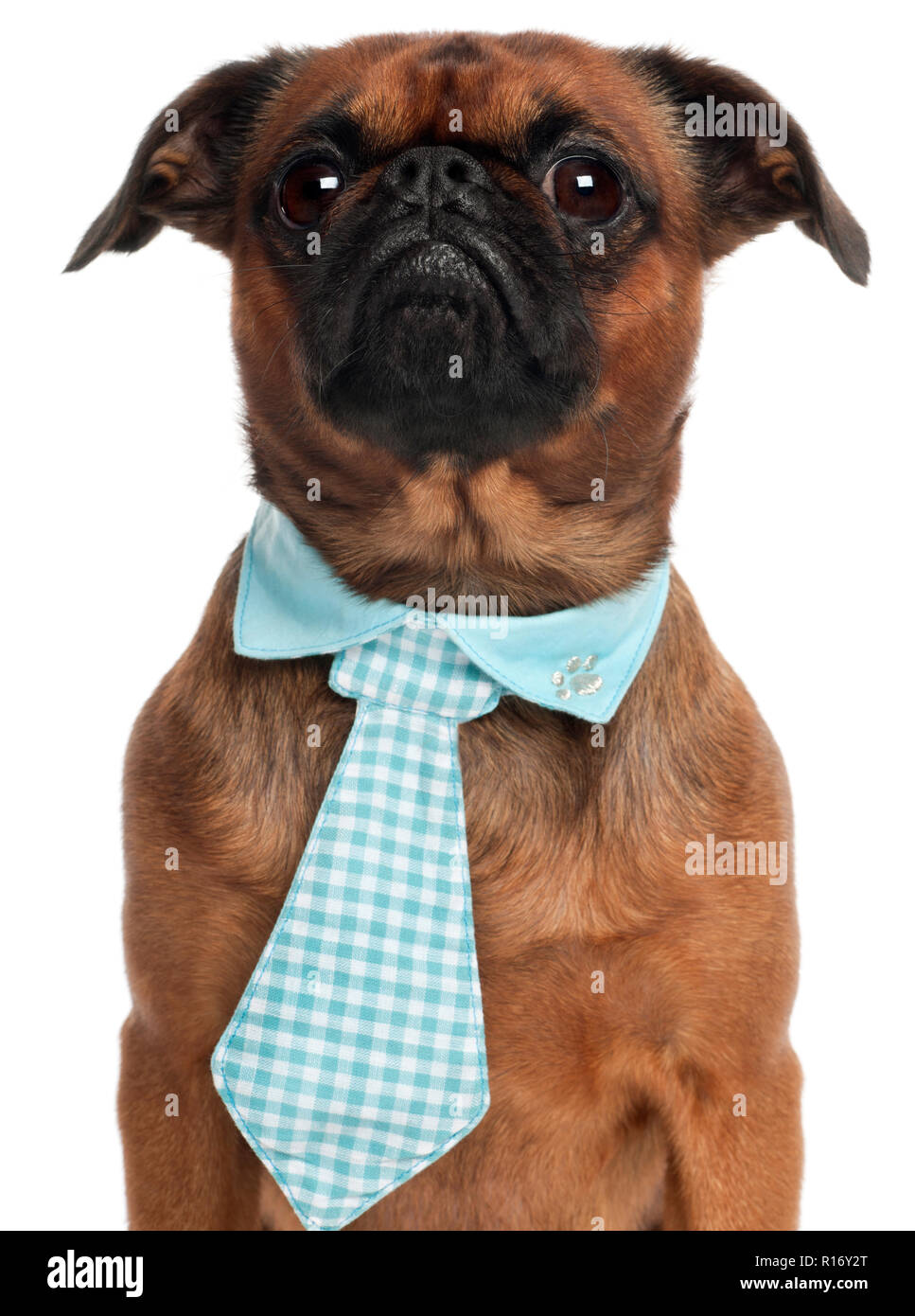 Pug, 3 years old, wearing a tie in front of white background Stock ...
