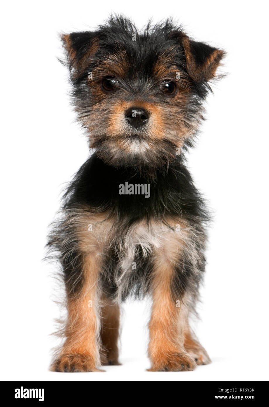 Yorkshire Terrier puppy, 3 months old, standing in front of white ...