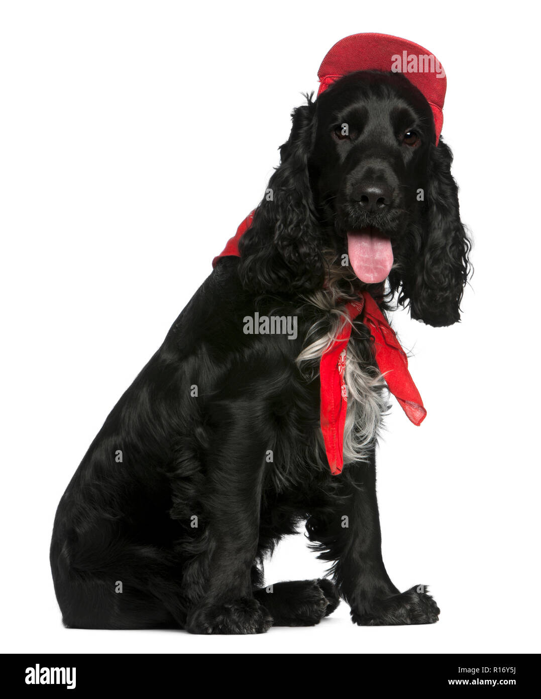 English Cocker Spaniel, 12 months old, wearing red hat in front of ...