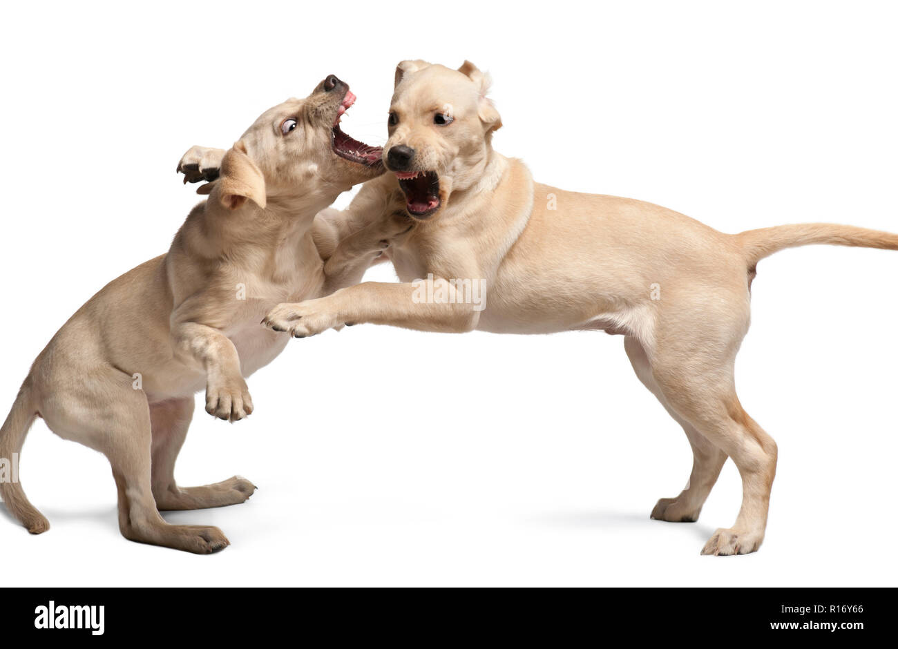 Are Labrador Retriever Aggressive