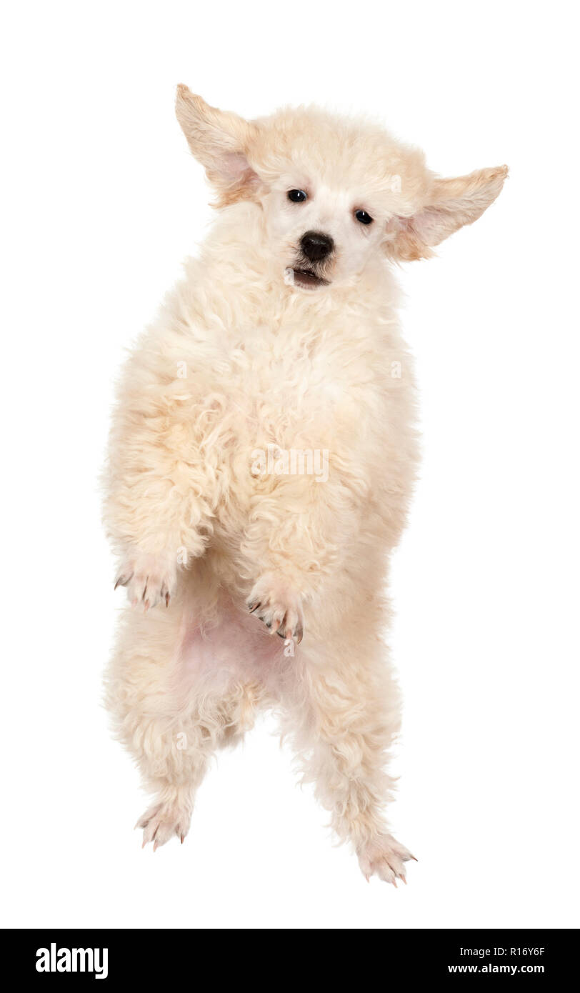 Flying Poodle puppy against white background Stock Photo - Alamy