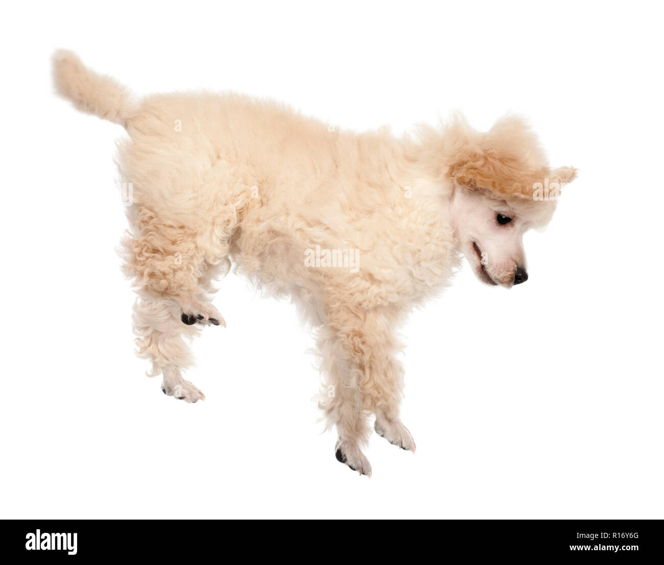 Flying Poodle puppy against white background Stock Photo - Alamy