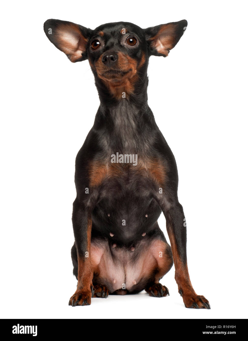 Miniature pincher, 3 years old, portrait against white background Stock ...