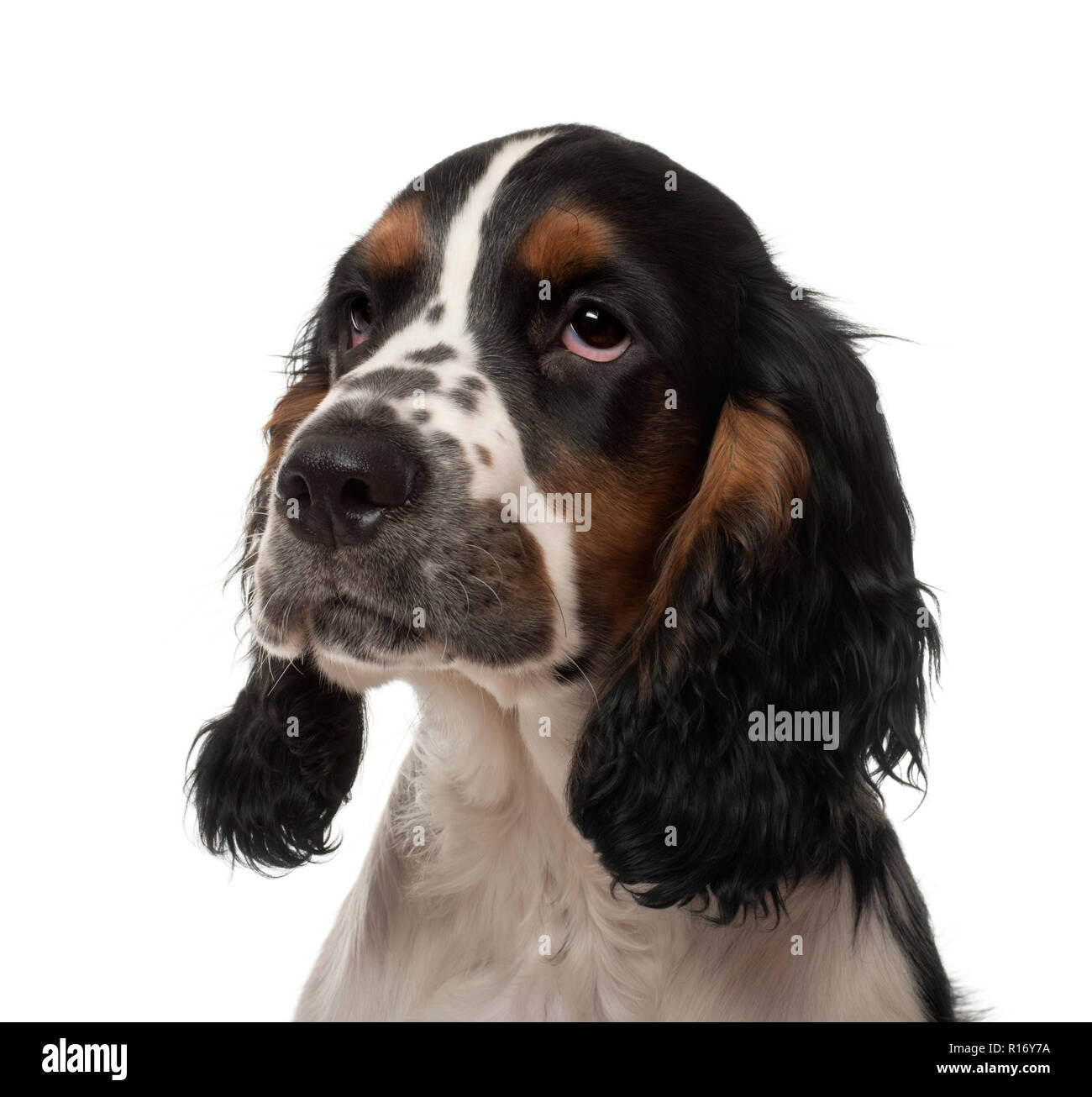 English Cocker Spaniel 4 Months What Your Cocker Spaniel's Coat Can