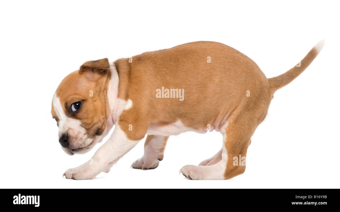 Side view american staffordshire terrier Cut Out Stock Images ...