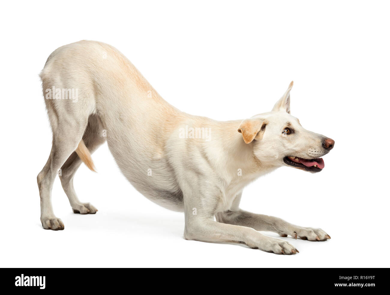 Crossbreed dog against white background Stock Photo - Alamy