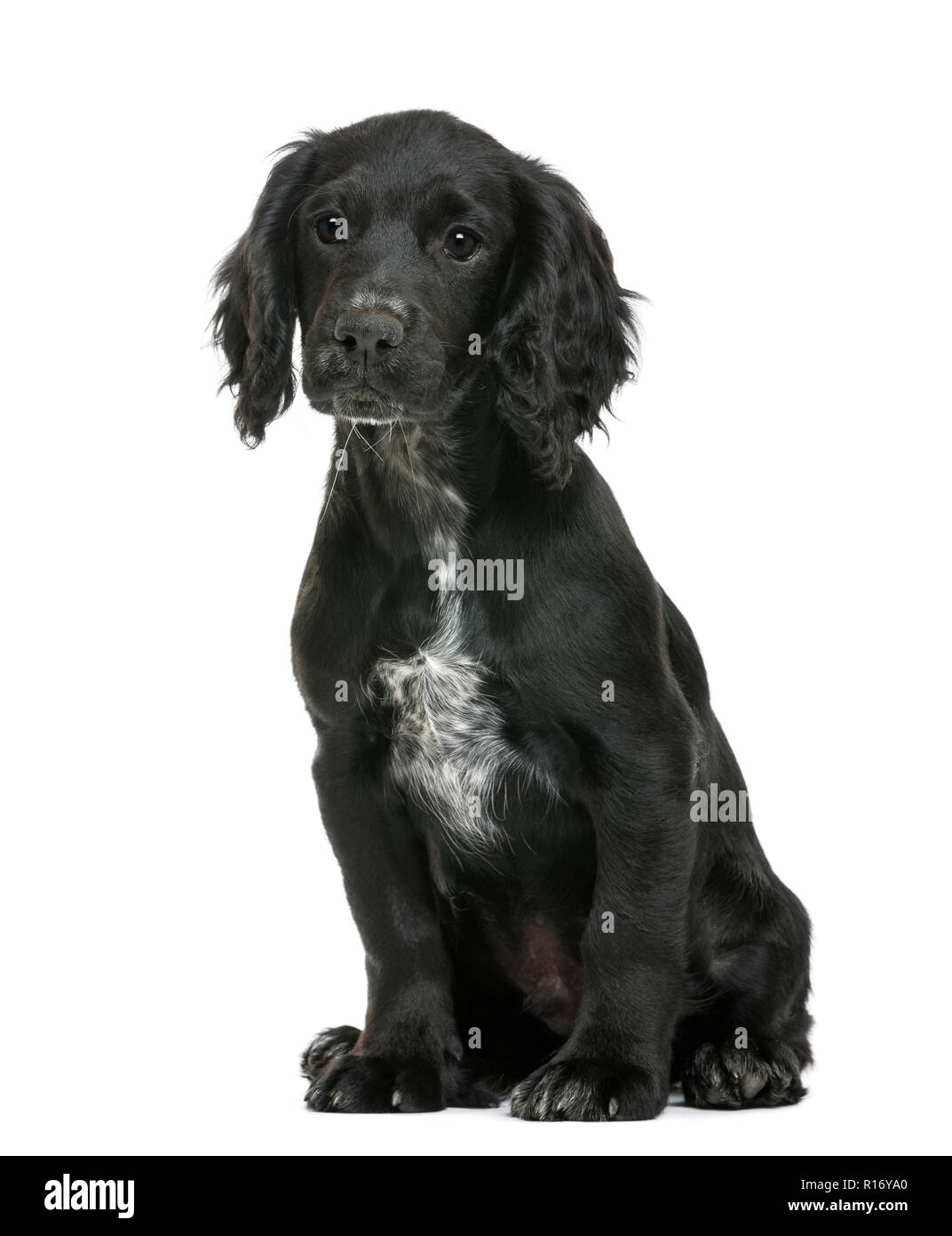 Working cocker spaniel sitting hi-res stock photography and images - Alamy