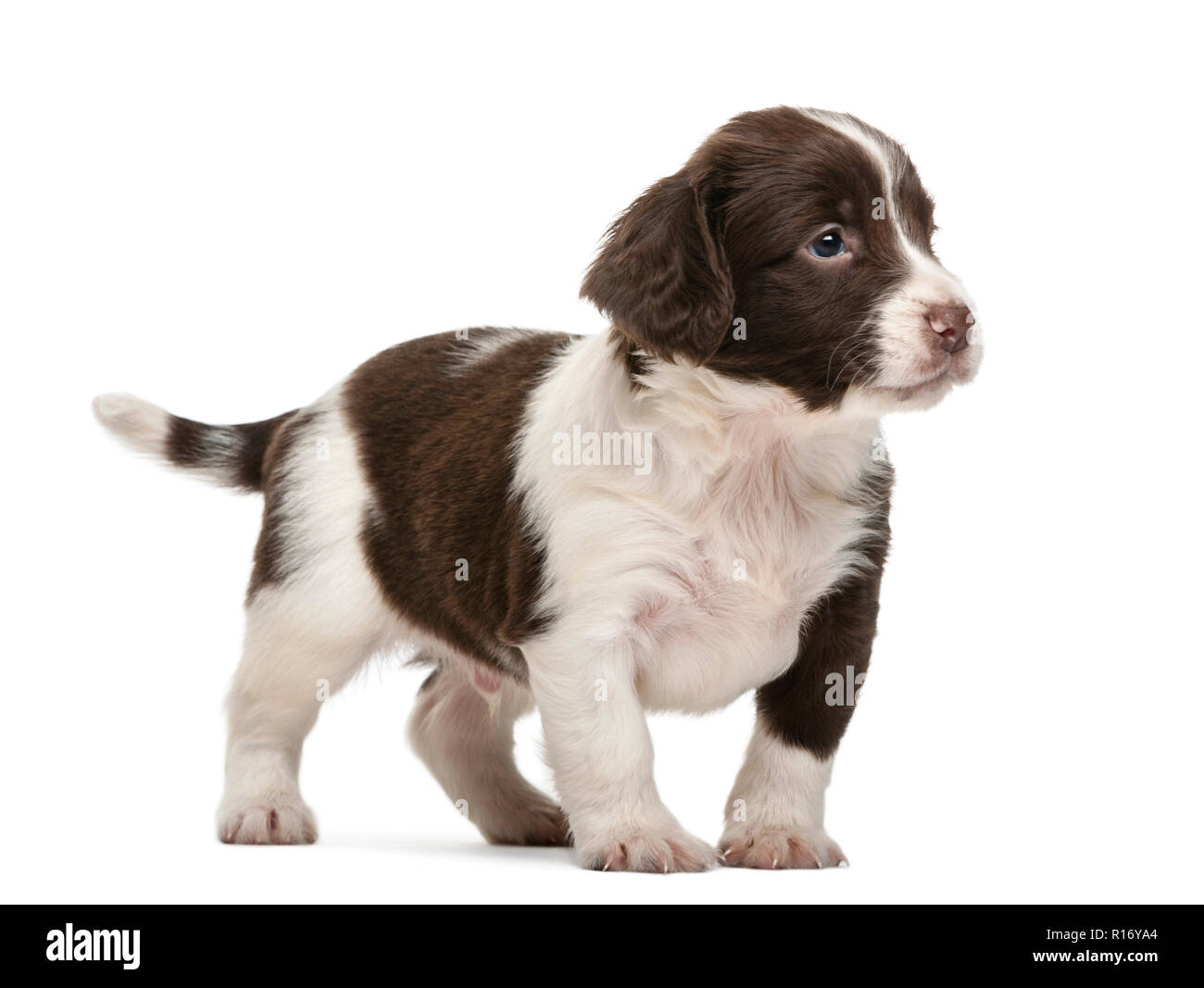 English Springer Spaniel, 5 weeks old, looking away against white ...