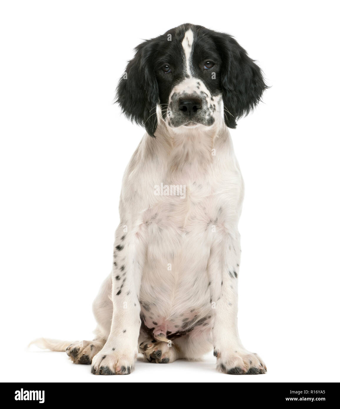 Springer spaniel sitting hi-res stock photography and images - Alamy