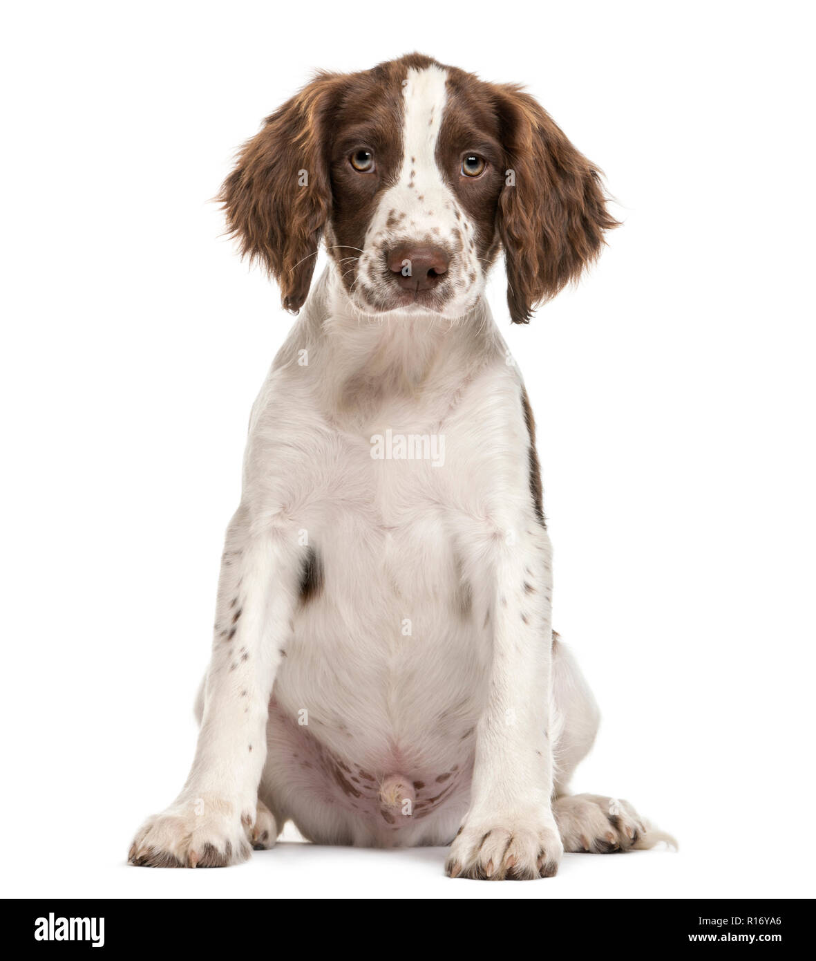 English Springer Spaniel sitting and looking at camera against white ...