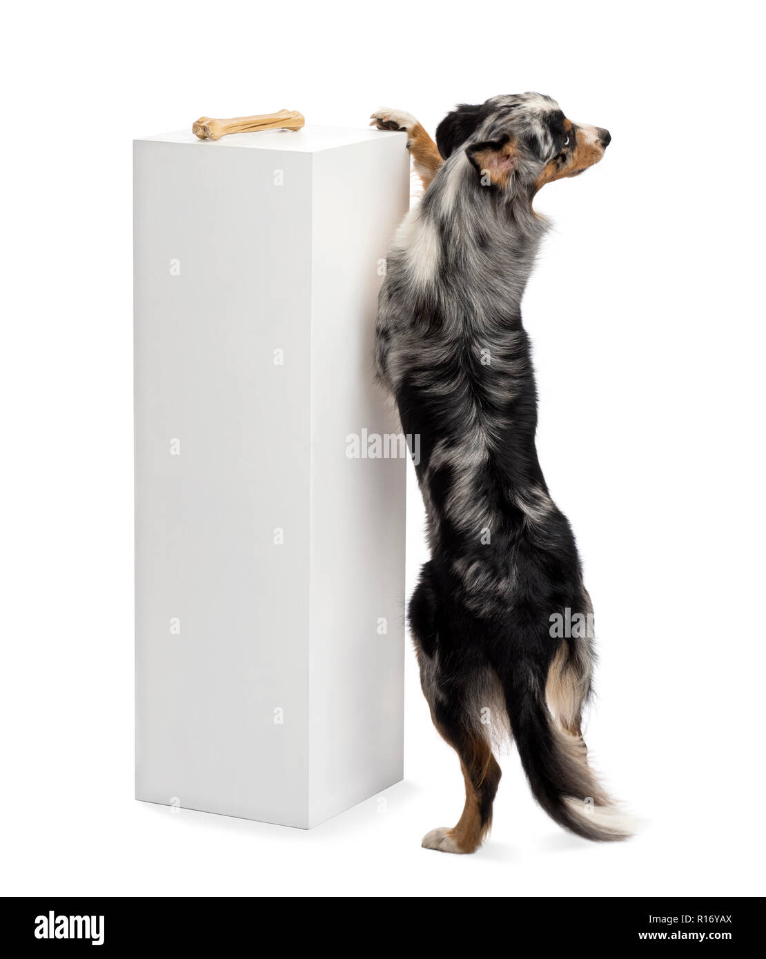 Australian Shepherd standing on hind legs and trying to reach a bone on ...
