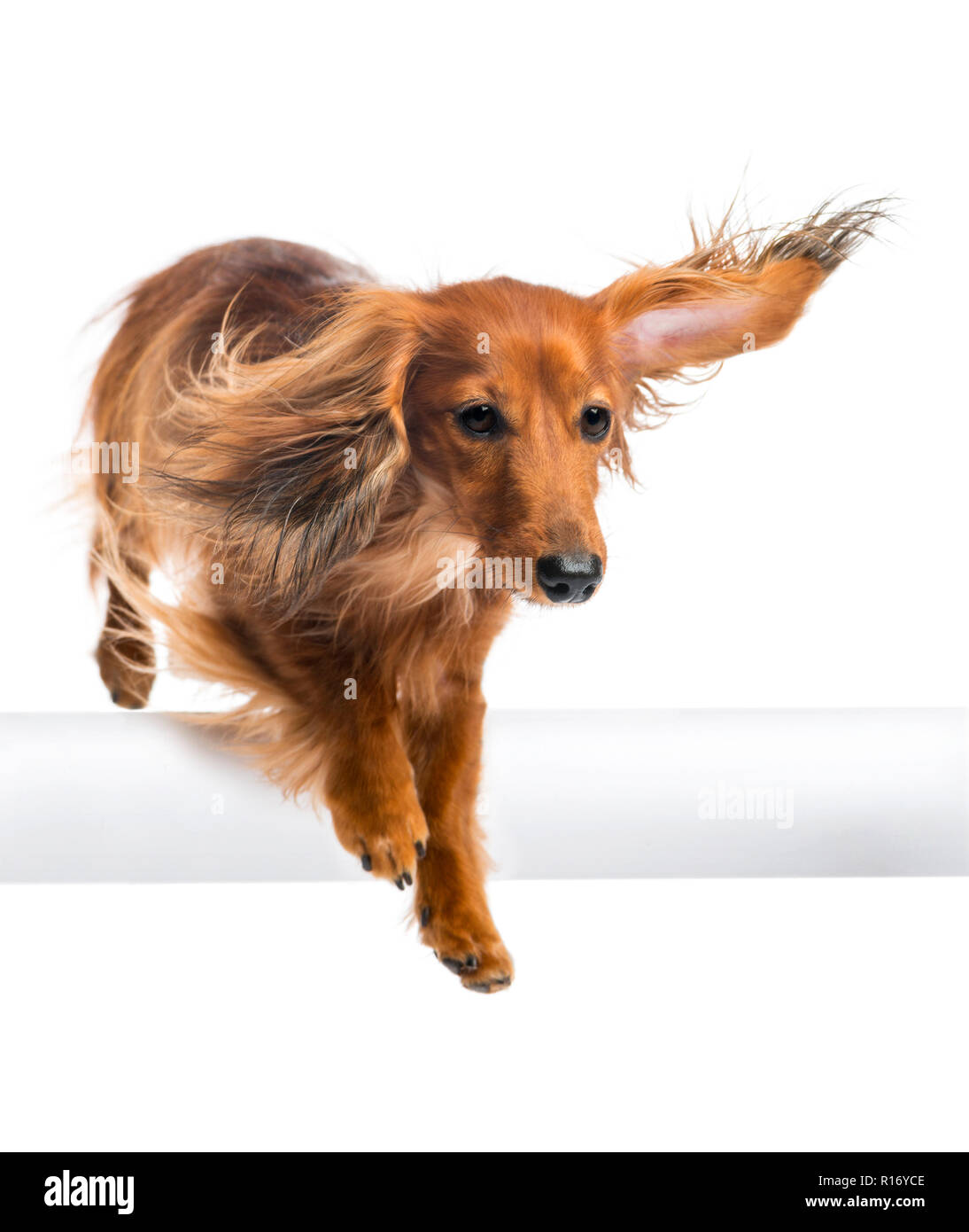 Dachshund, 4 years old, jumping over white tube against white ...