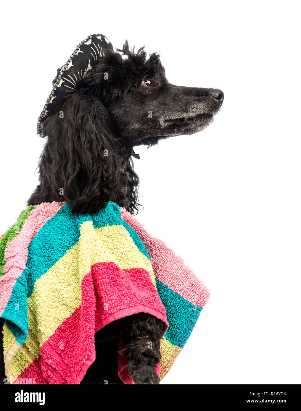 Mexican people with a dog hi-res stock photography and images - Alamy