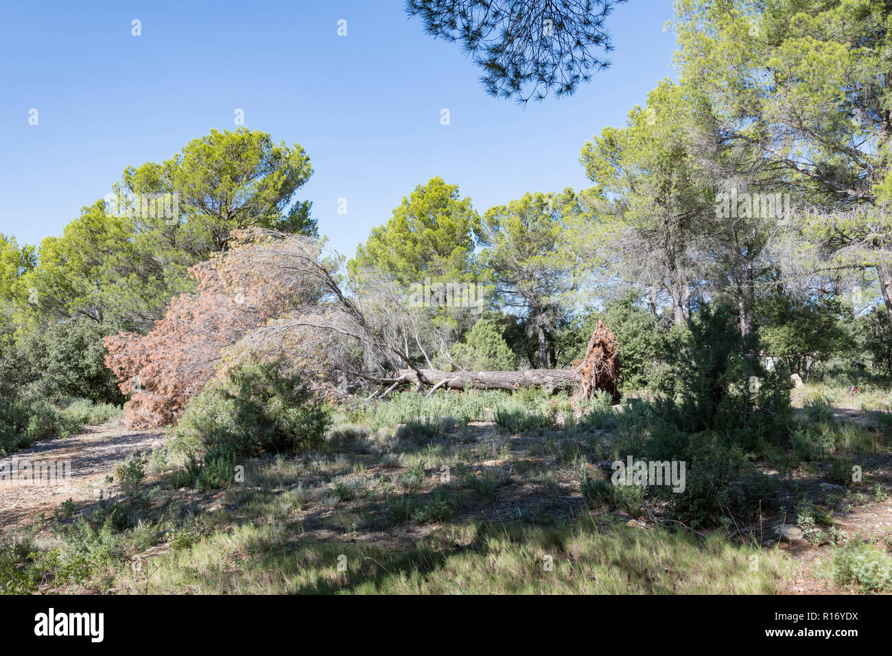 Uprooted pine tree hi-res stock photography and images - Alamy