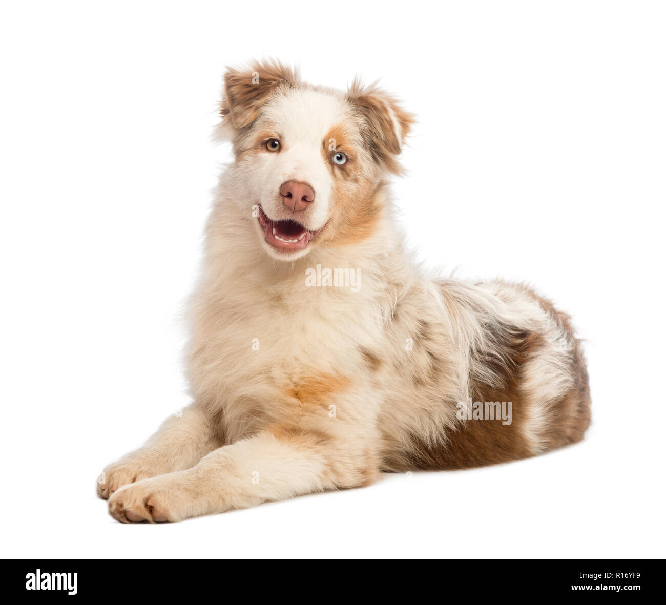 Australian Shepherd puppy lying and smiling, isolated on white Stock ...