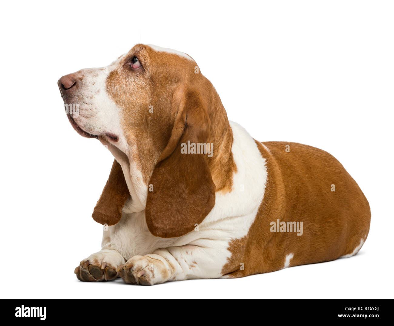 Basset Hound lying and looking up, isolated on white Stock Photo - Alamy