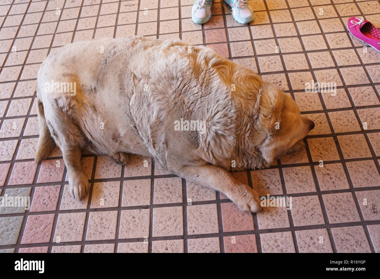 Sleeping Giant dog at Alishan Taiwan Stock Photo - Alamy