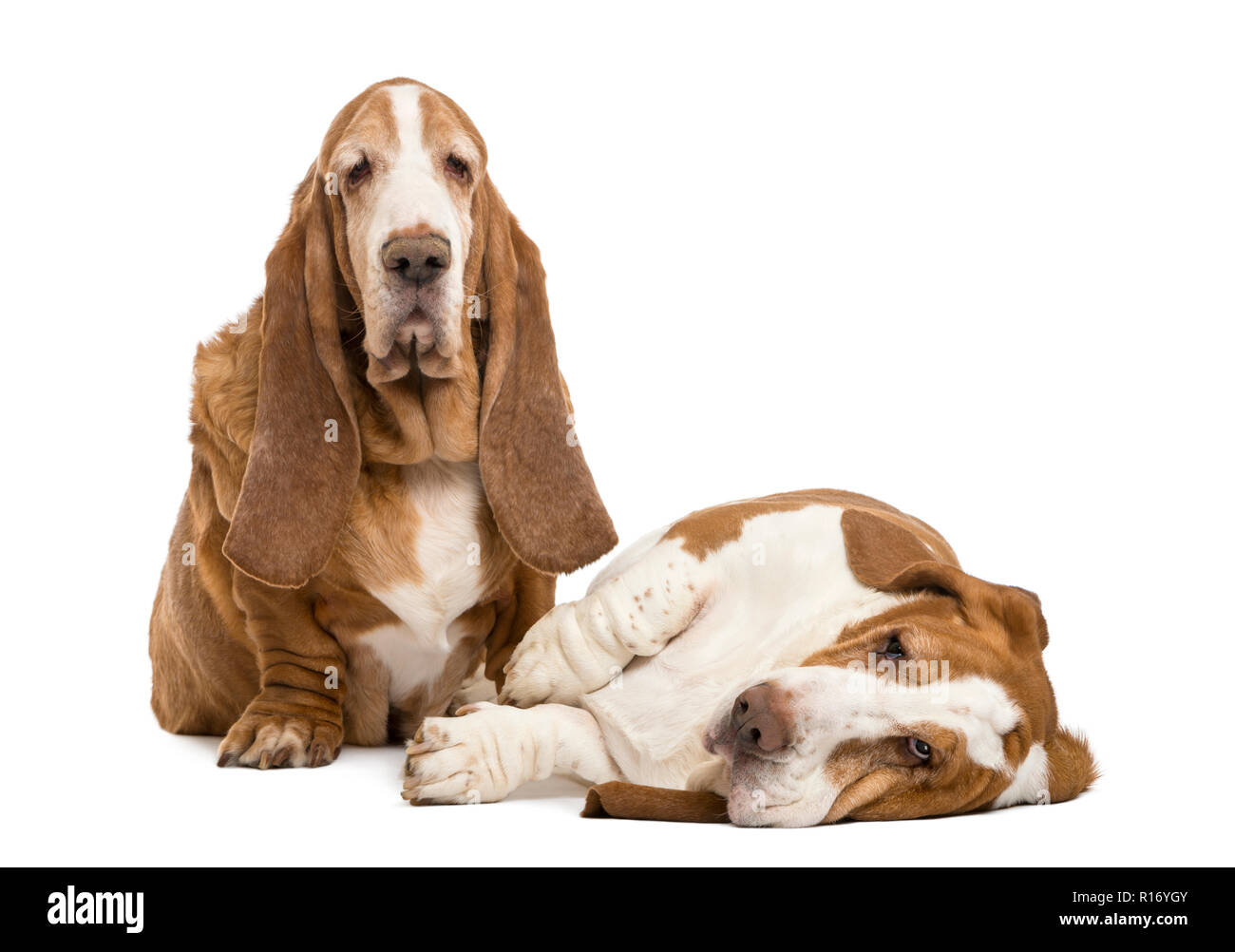 Two Basset Hounds sitting and lying, isolated on white Stock Photo - Alamy