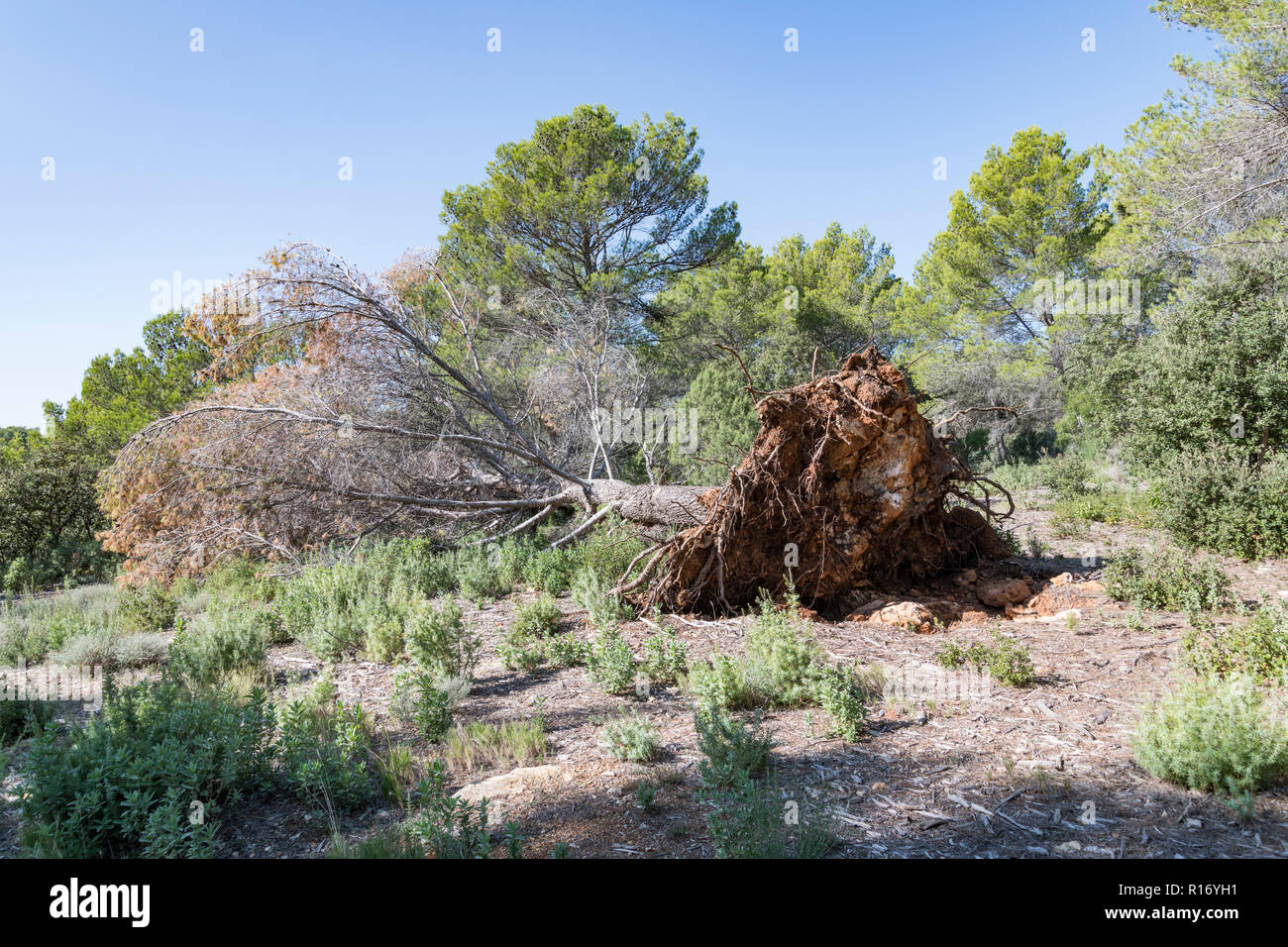 Dead uprooted pine tree in a forest in South of France, Europe Stock ...