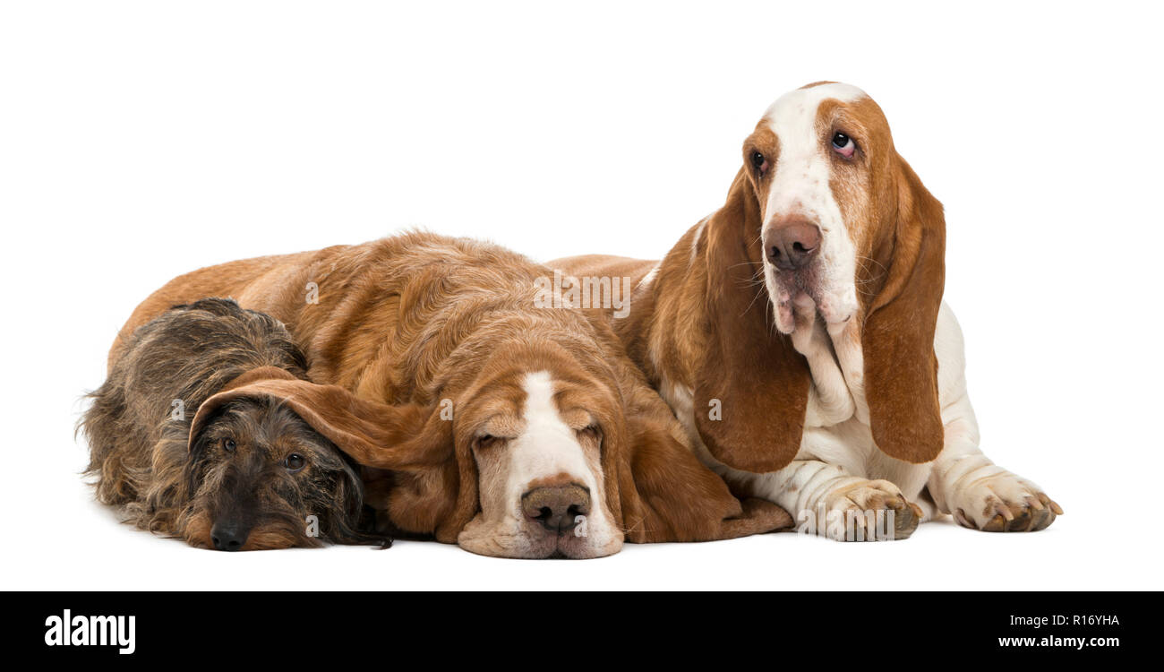 Two Basset Hounds and a Dachshund lying, isolated on white, isolated on ...