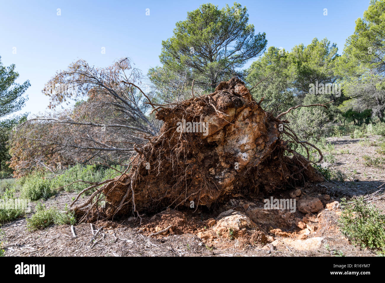 The roots of pine trees hi-res stock photography and images - Alamy