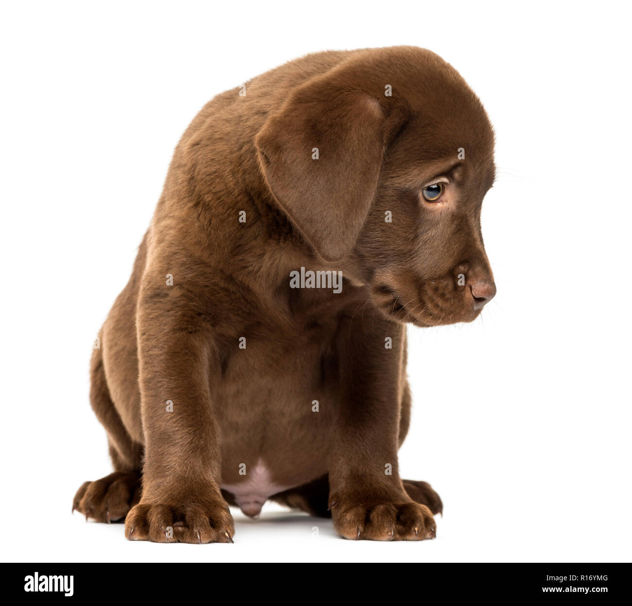 Labrador dog sitting down hi-res stock photography and images - Alamy