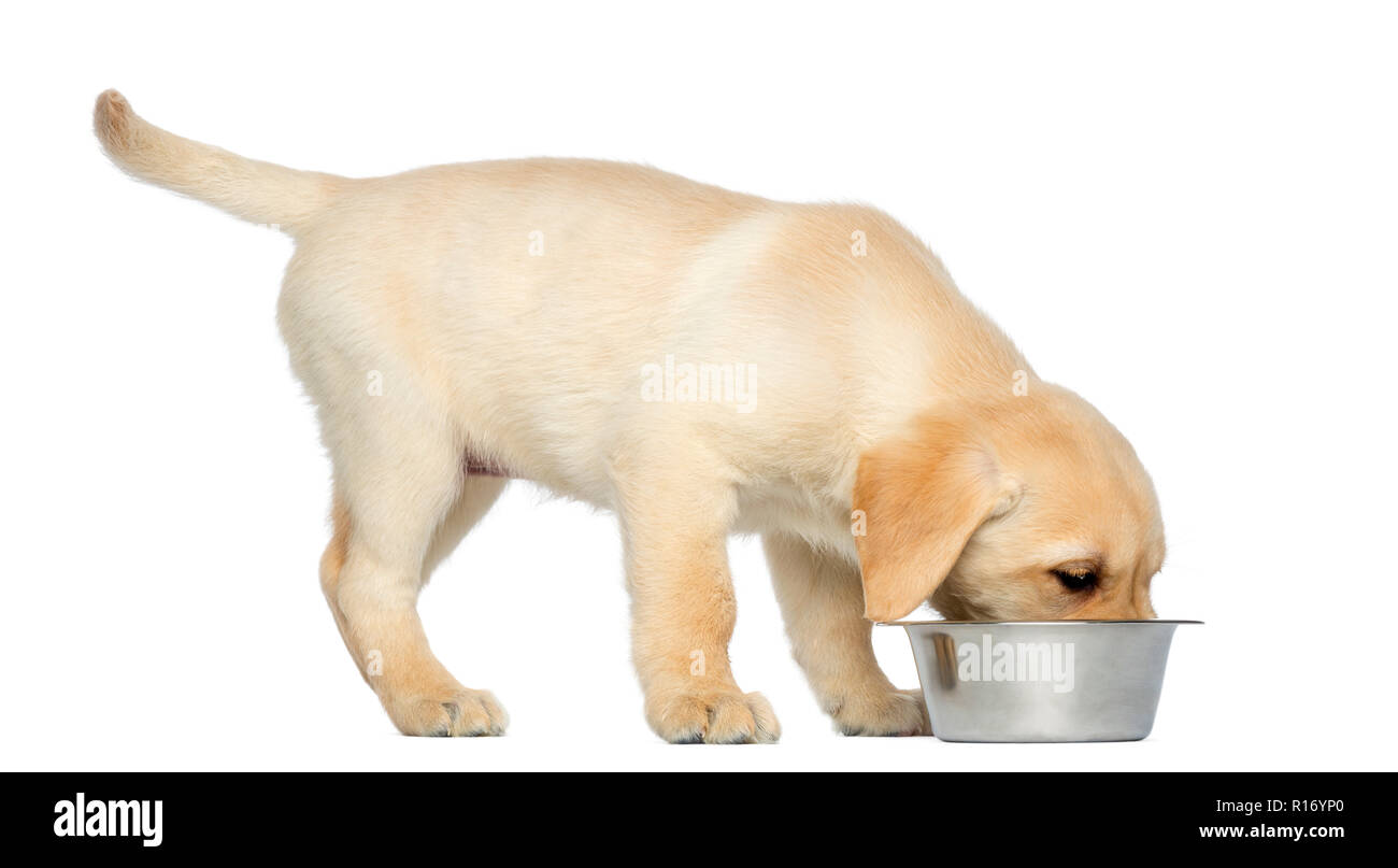 Labrador Retriever Puppy standing and eating from his dog bowl, 2 ...