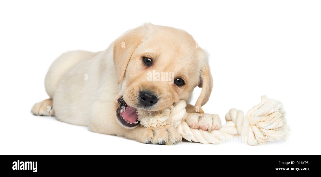 Labrador Retriever Puppy, 2 months old, lying and chewing a rope toy ...