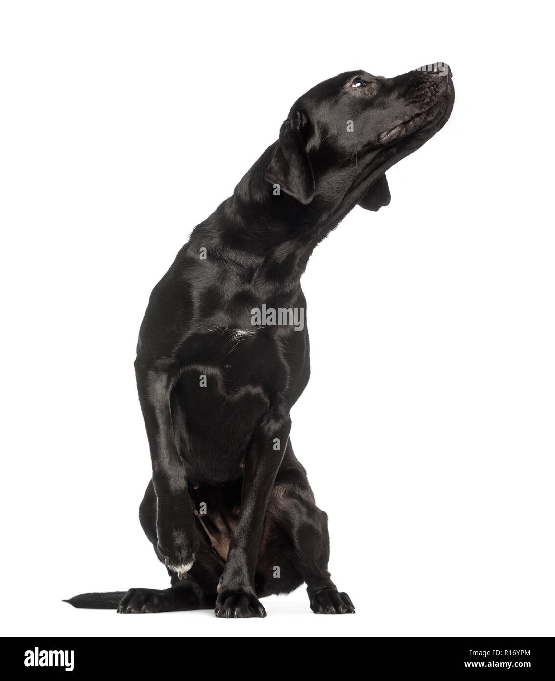 Labrador Retriever,1 year old, sitting and looking up curiously ...