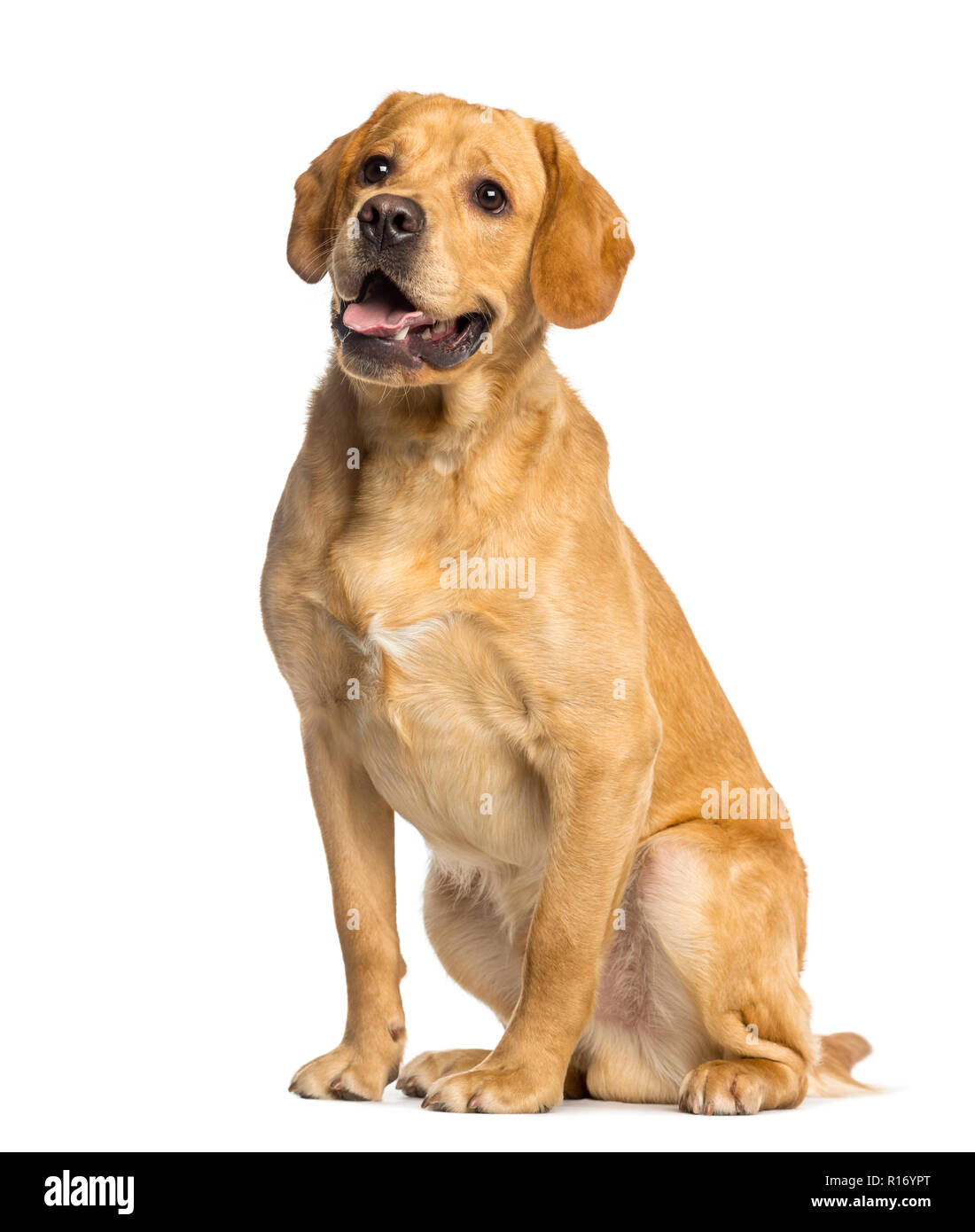 Labrador Retriever, 1 year old, sitting and panting, isolated on white ...
