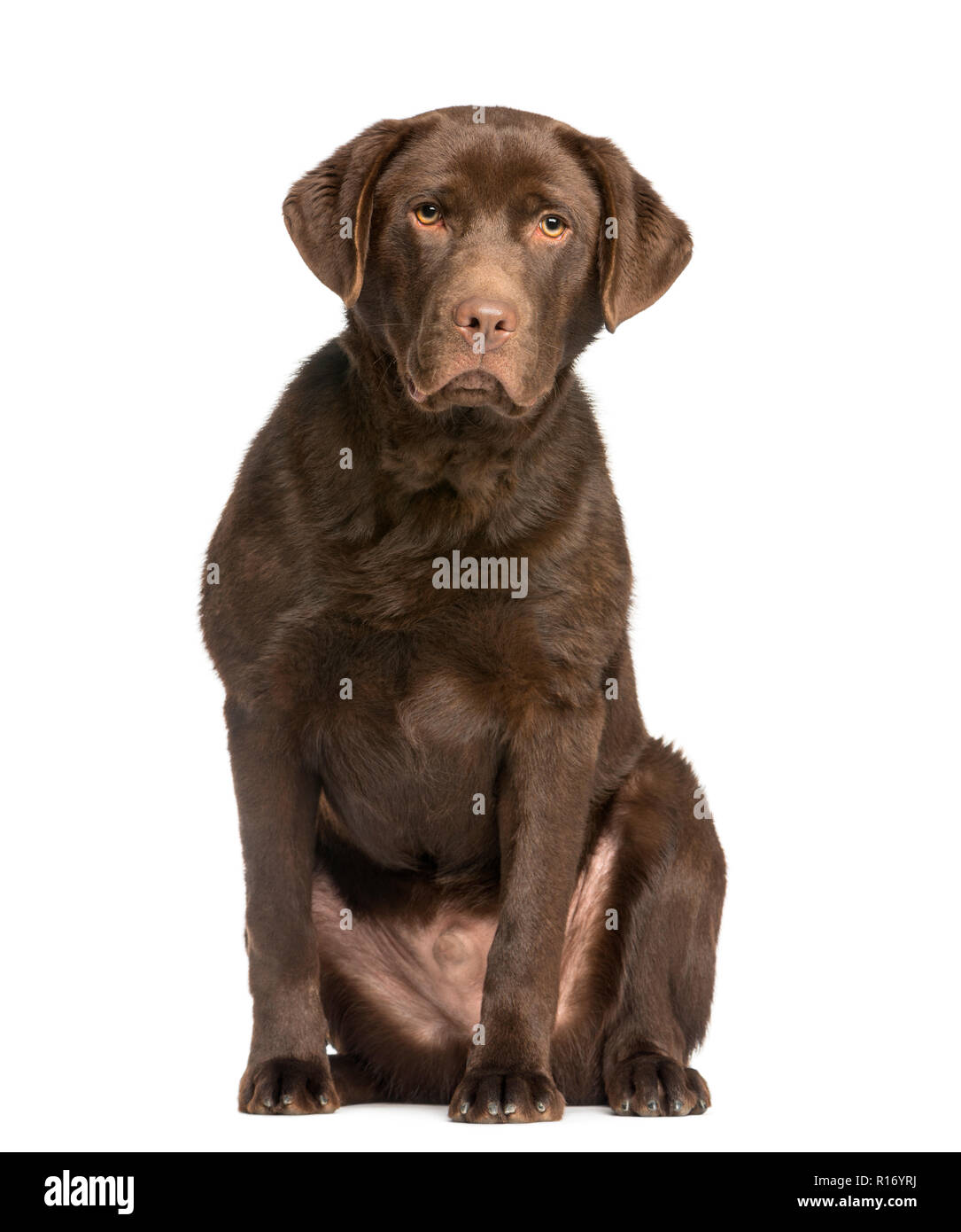 Chocolate labrador, 7 months old, sitting and facing, isolated on white ...
