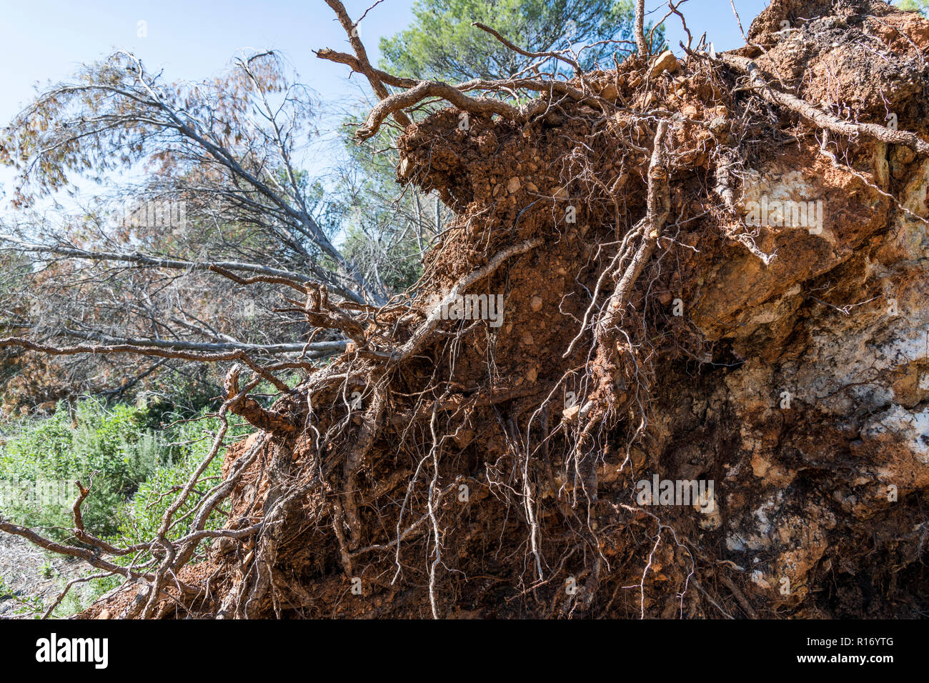 The roots of pine trees hi-res stock photography and images - Alamy