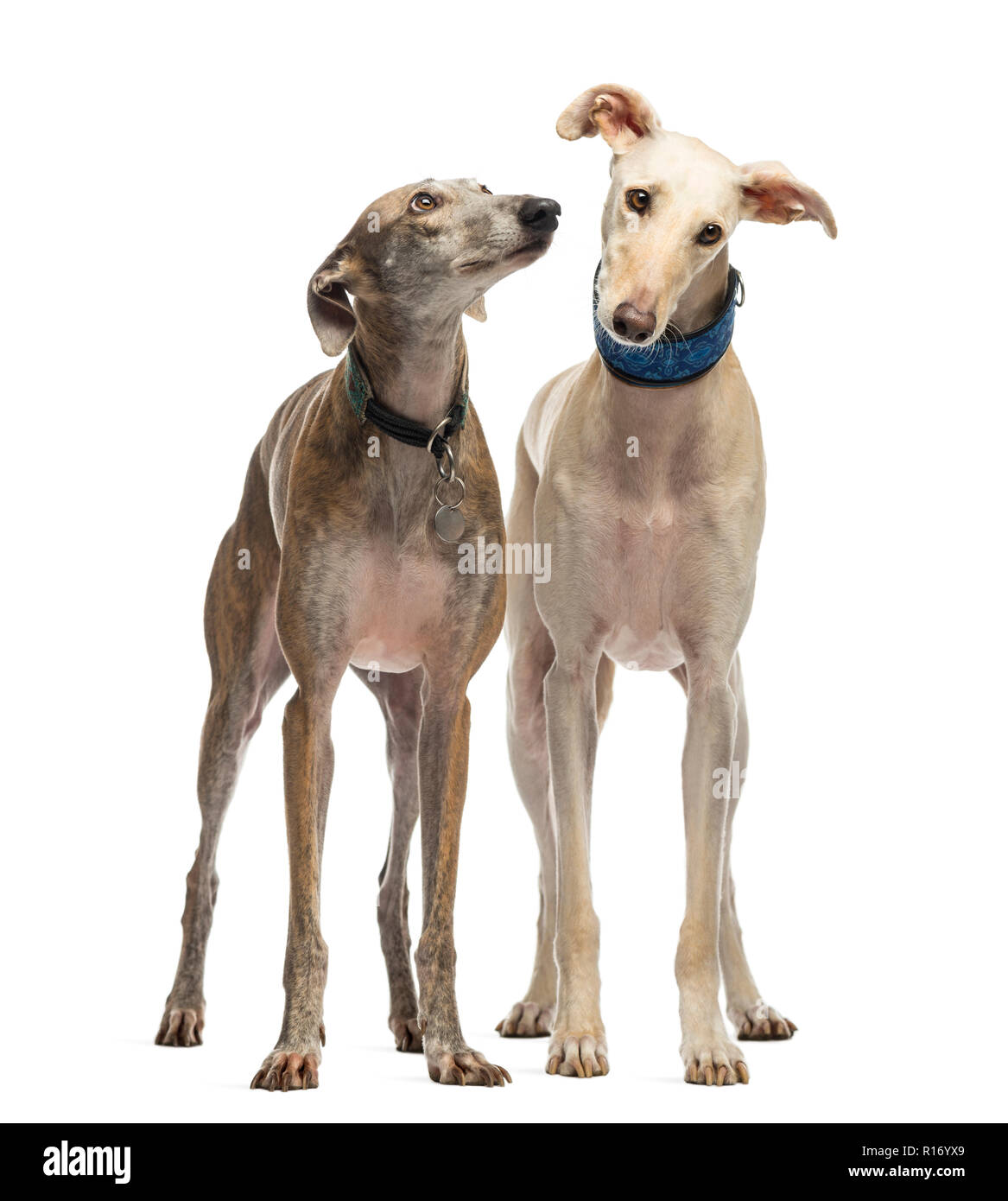 Are Spanish Greyhound The Most Intelligent Dogs