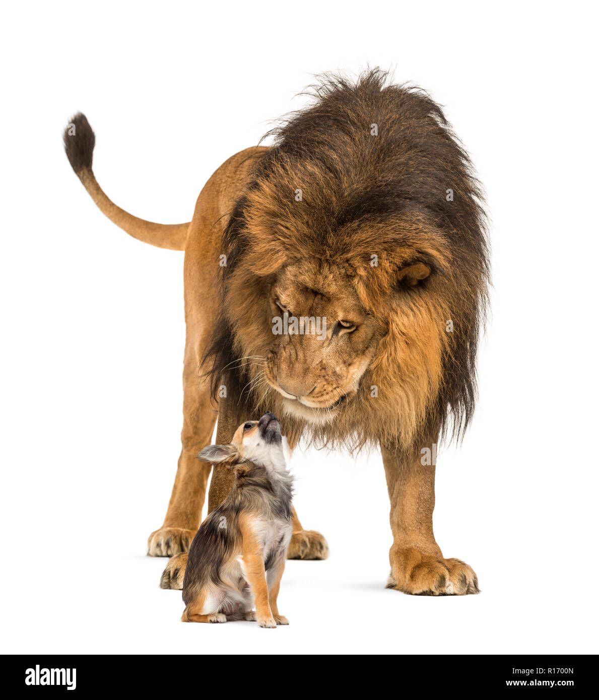 Dogs That Look Like Lions