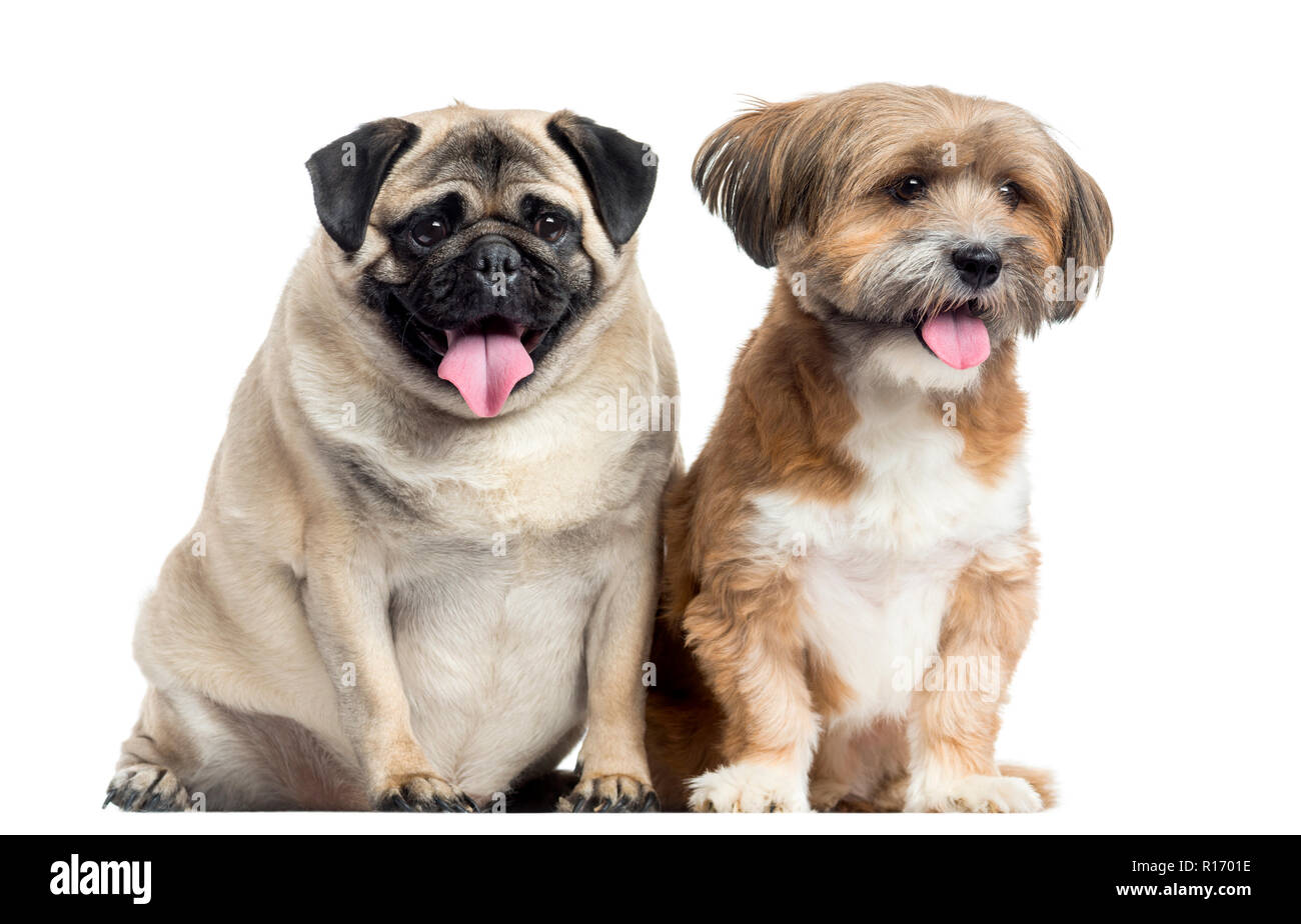 Two dogs sitting and panting, isolated on white Stock Photo - Alamy