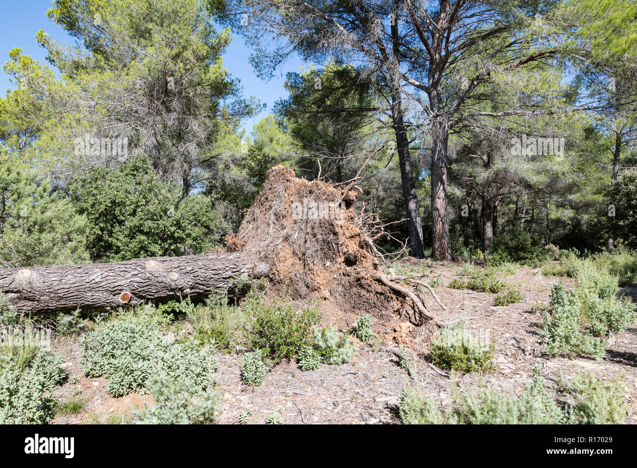 Broken by strong tree roots hi-res stock photography and images - Alamy