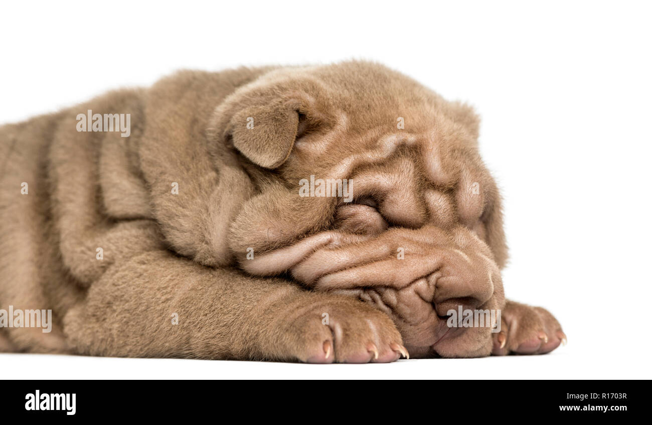 Close-up of a Shar Pei puppy sleeping, isolated on white Stock Photo ...
