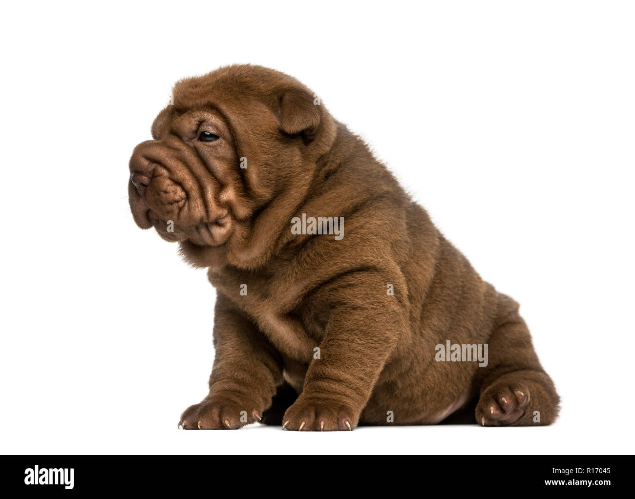Shar Pei puppy sitting, isolated on white Stock Photo - Alamy